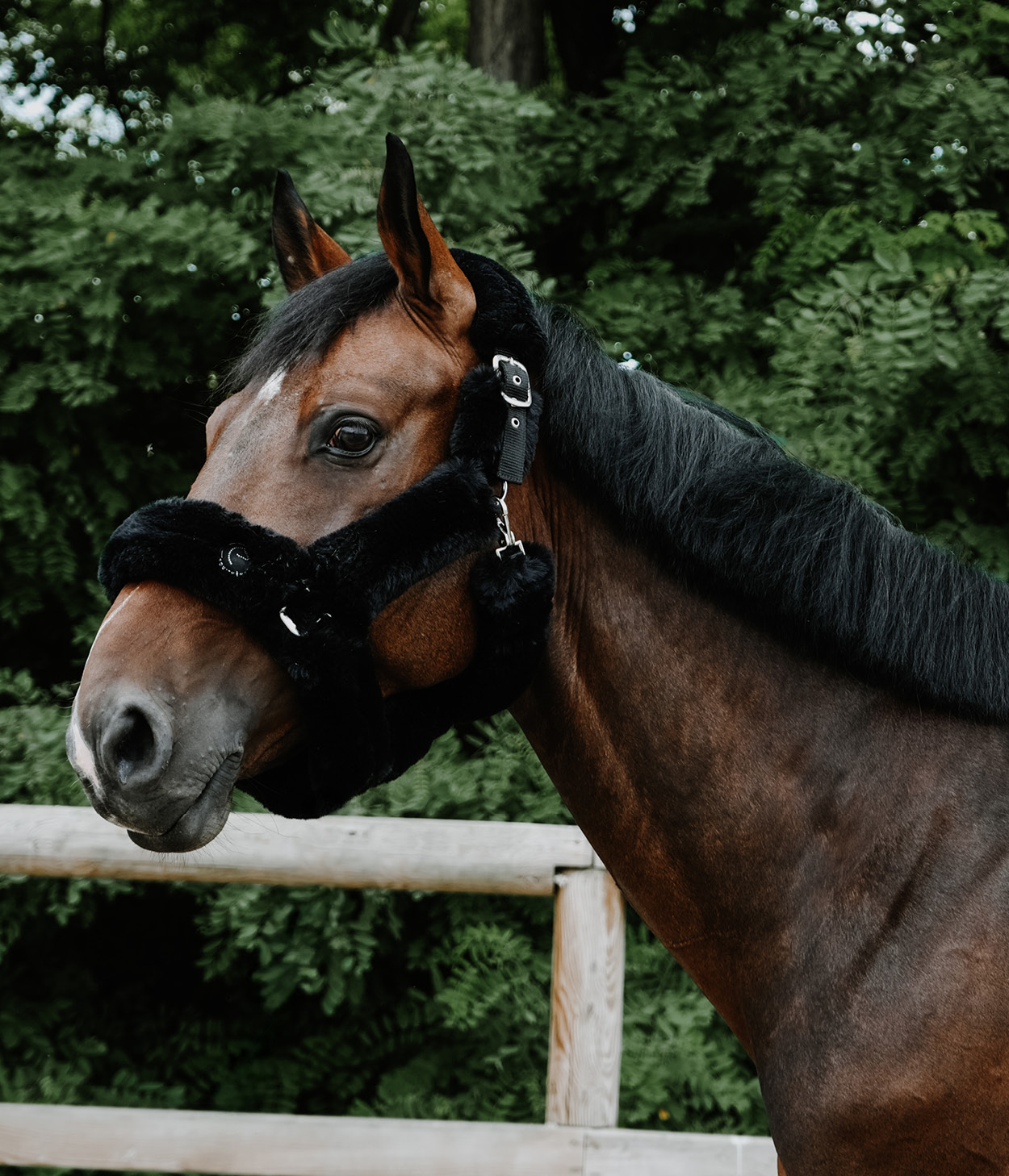 Box Ensemble Noir • Poney – Pelote & Balzane